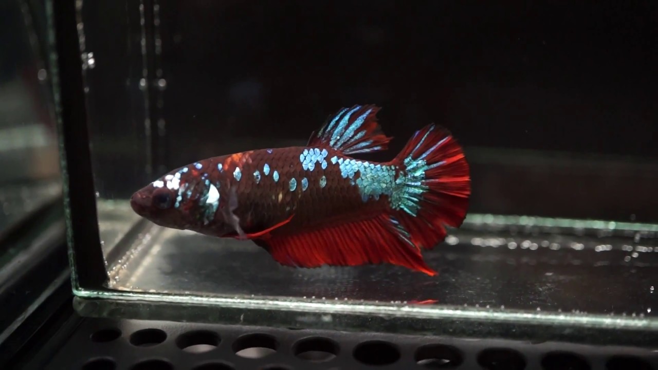 NEW SPECIES!! Betta Fish BIG ONE Fancy BLACK KOI GALAXY BLUE STAR ...