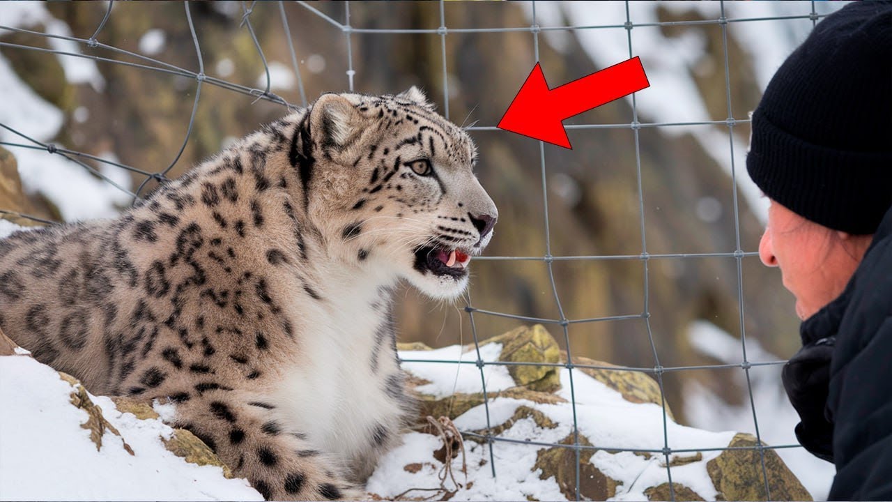 5-Year-Old Snow Leopard Trapped in Fence Cries for Lost Cubs — Rescuer ...