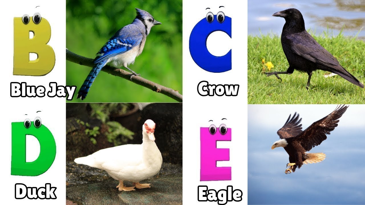 ABC Song | Birds ABC Song | Phonics for Kids| Learn ABC, Baby ...