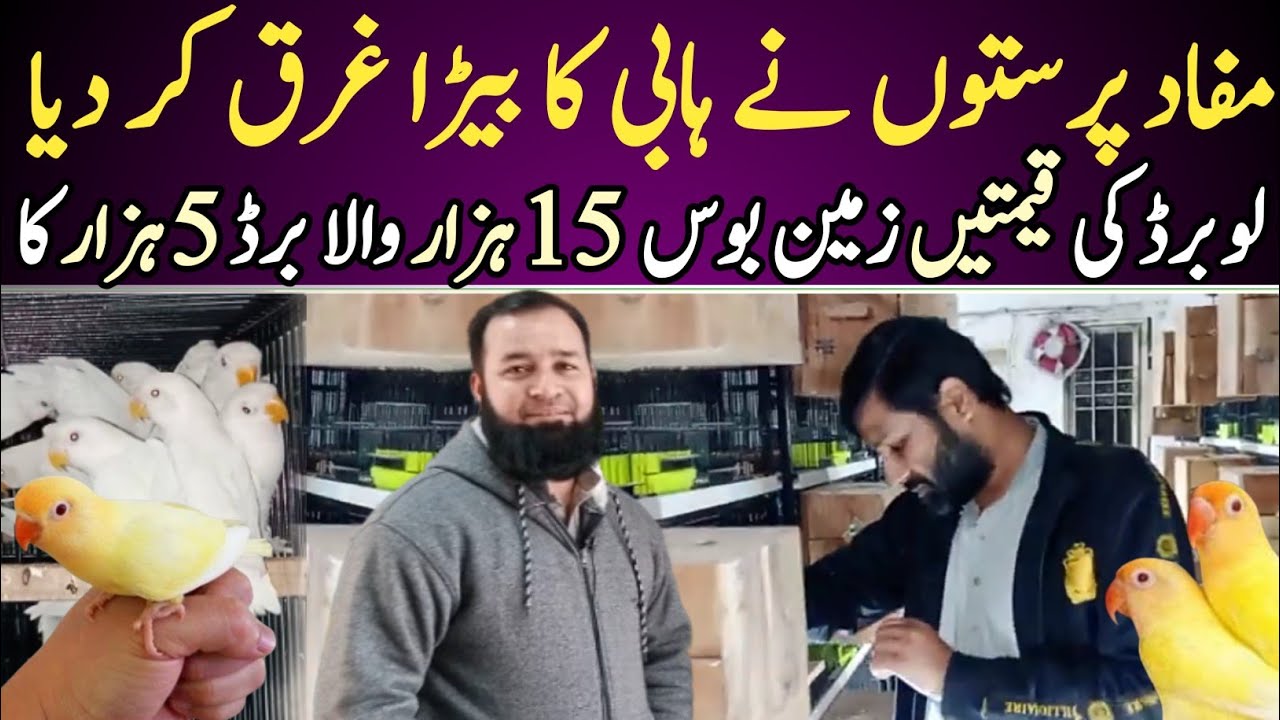 Visit Birds Breeding Setup In Lahore | Birds Prices Decrease ...