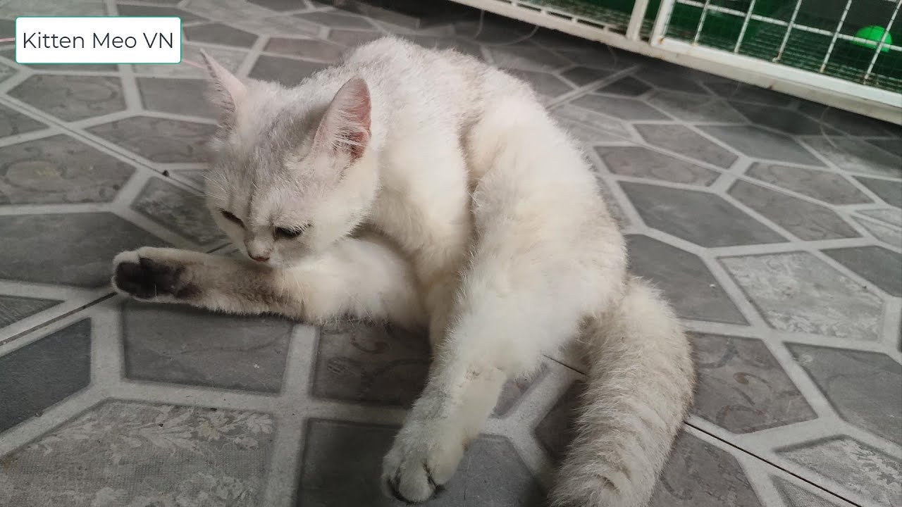 Super model with long legs cat - YouTube