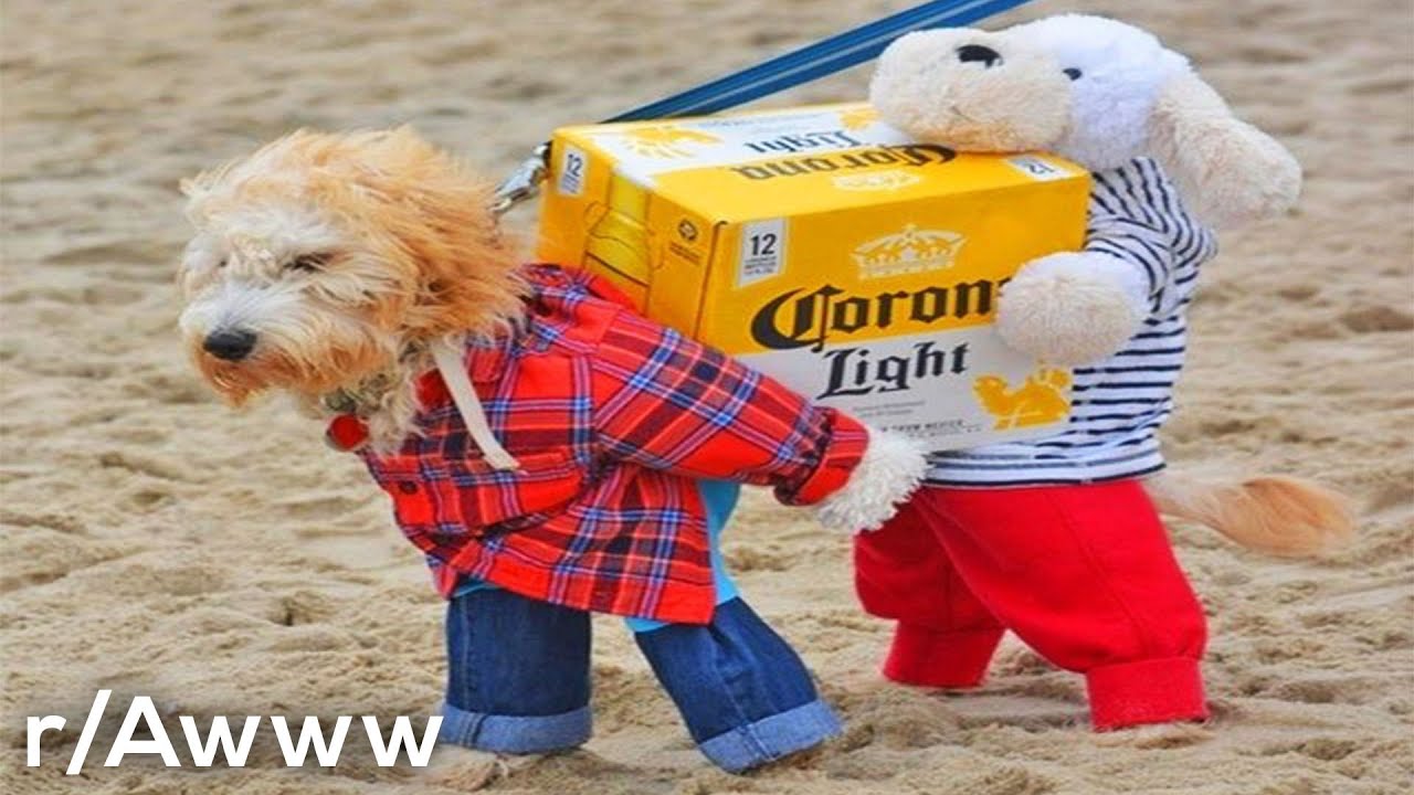 r/Awww | cutest posts on reddit - YouTube