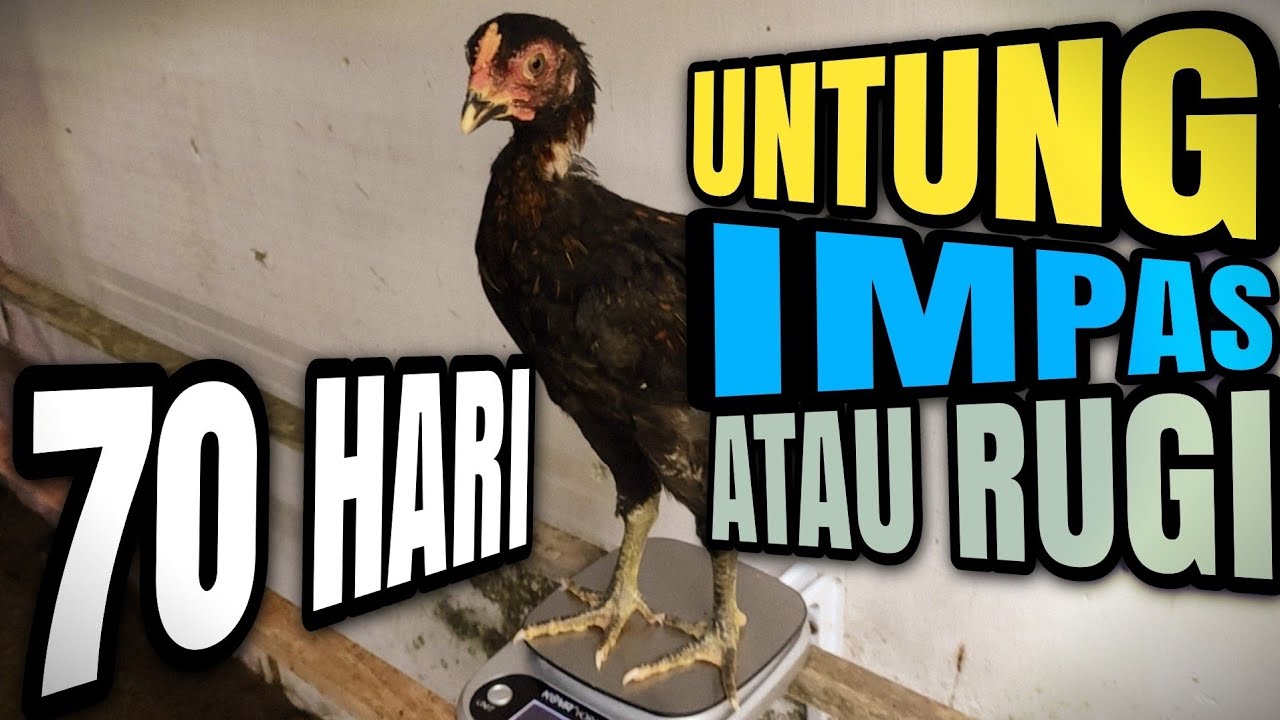 Ayam KUB-2 "Andai Dipanen Umur 70 Hari" - YouTube