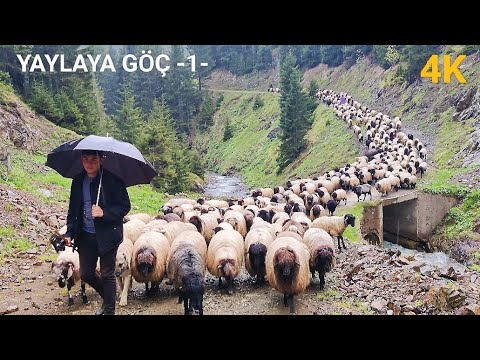 YAYLAYA GÖÇ || TRABZON ŞALPAZARI