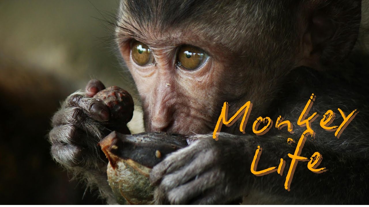 ***Monkey Life*** - YouTube