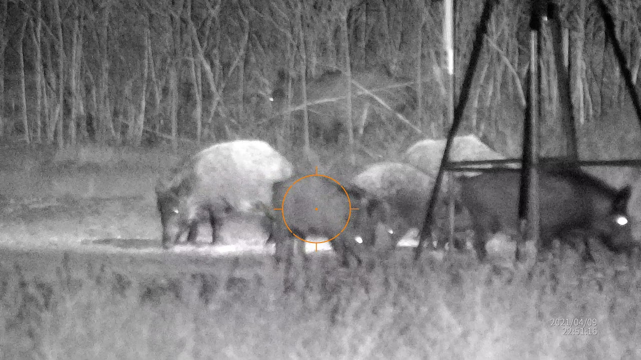 Texas Razorback Wild Boar - Sightmark Wraith 4k Max - 2021 - YouTube