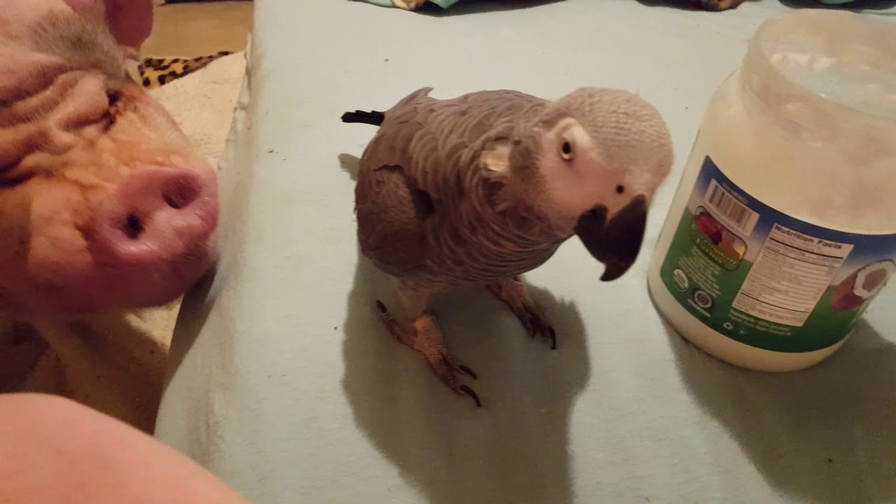 Night time routine for a Mini Pig - YouTube