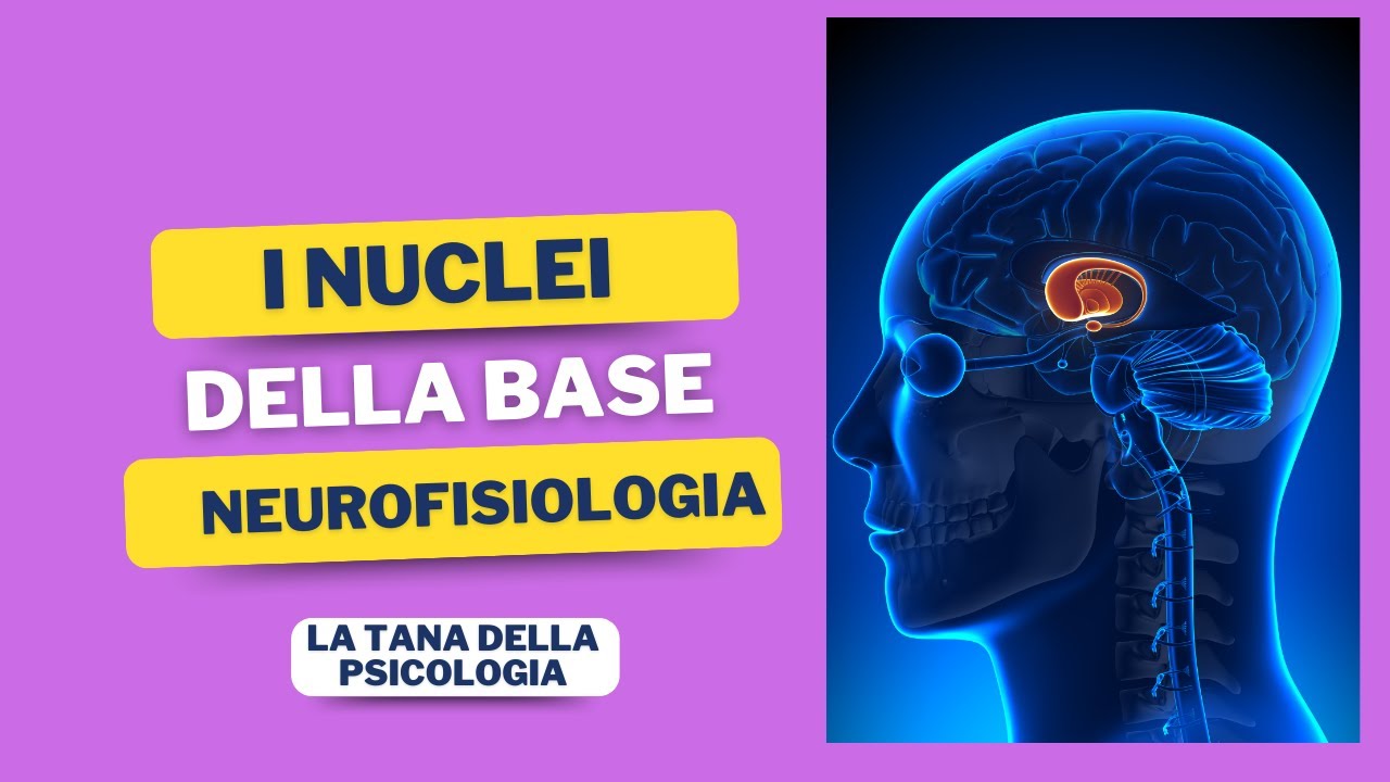 I NUCLEI DELLA BASE O GANGLI DELLA BASE - YouTube