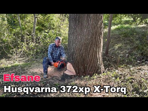 Efsane Motorlu Testere Husqvarna 372xp nin İlk Ağaç Kesimi / Yok Böyle Bir Güç 💪