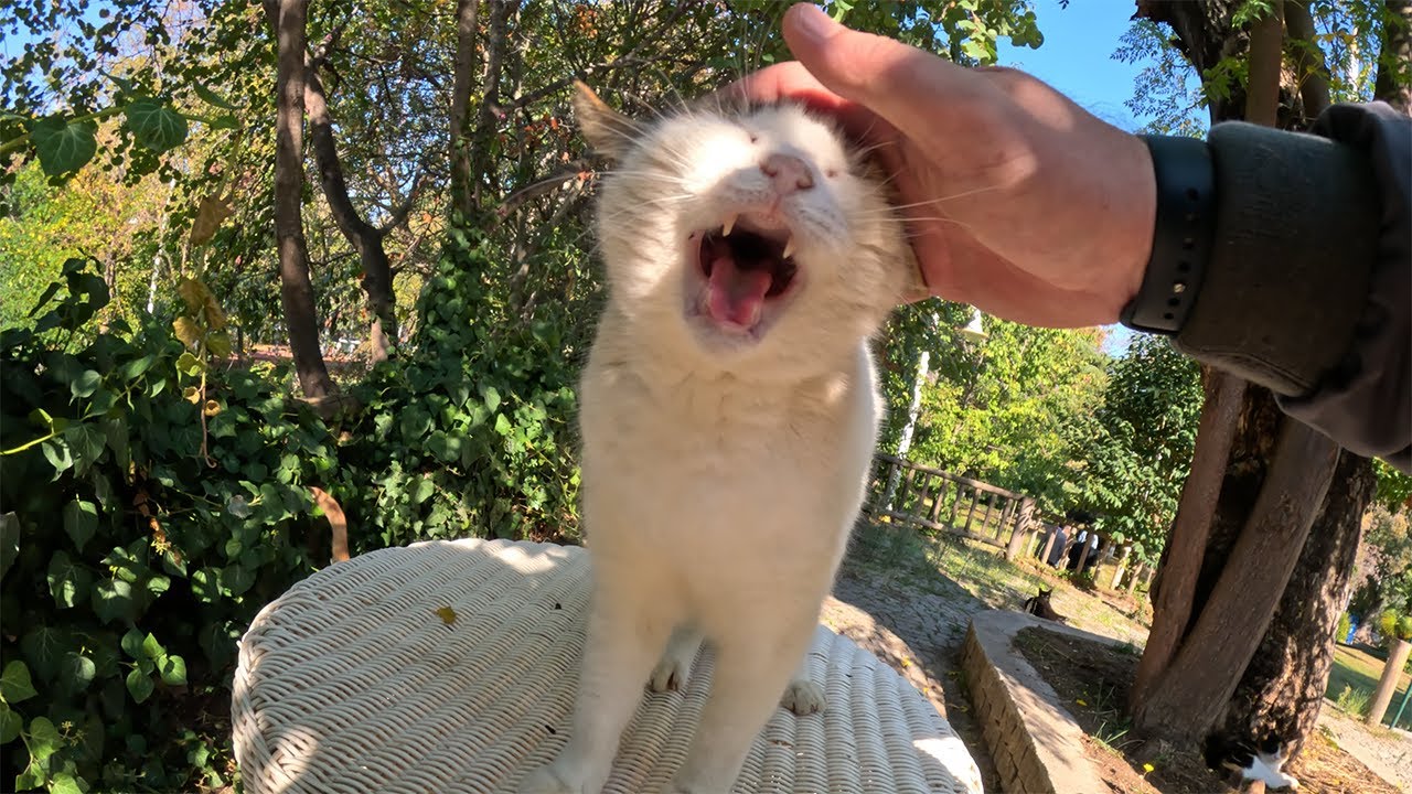 Geveze the stray cat I've known for 5 years is so happy to see me after ...