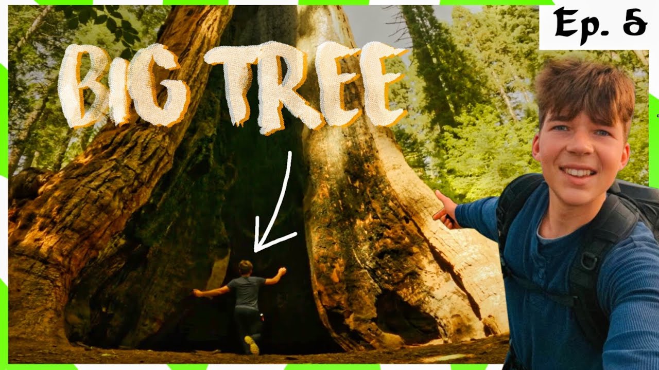 Biggest Tree in the World? - YouTube