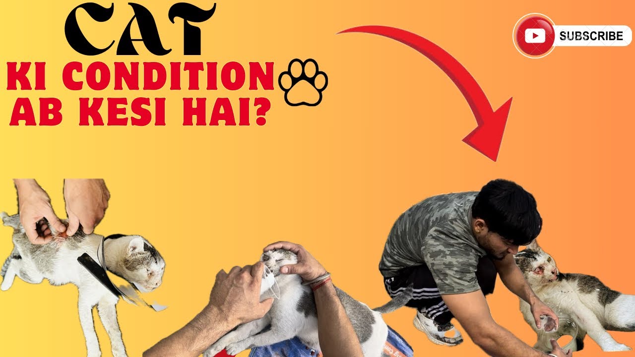 Ab cat ki condition kesi hai || cat ki condition mai kya change aaya ...