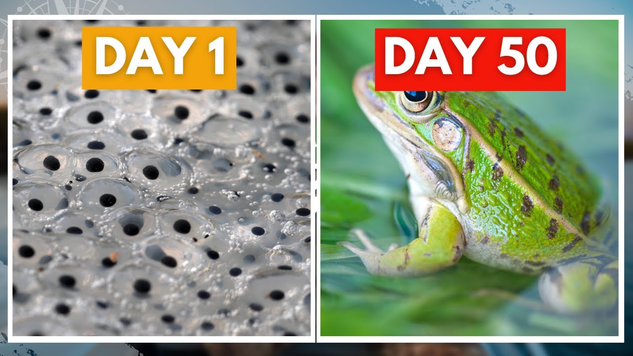 50 Days of Tadpoles to Frogs: Witness the Magical Transformation - YouTube