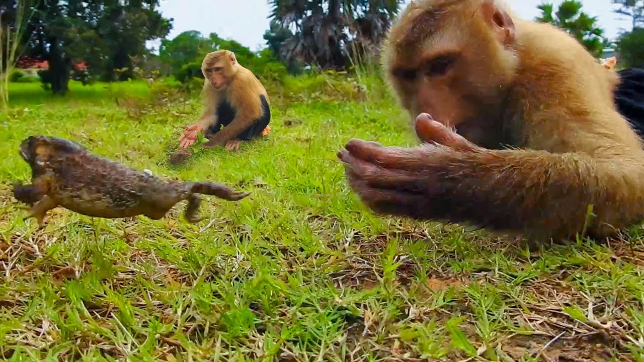 Brave SokYaa Pull & Throw Toad Away - YouTube