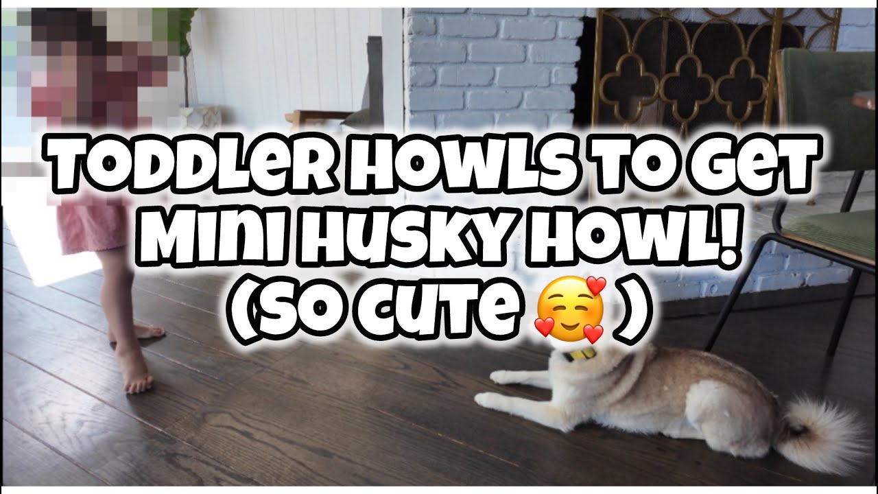 Adorable Toddler Girl Teaches "Mini Wolves" To Howl! (So Cute!) - YouTube