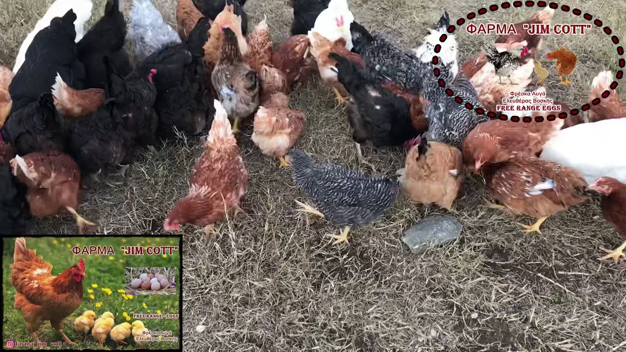 Κοτες ελευθερας βοσκής 100%/ ΦΑΡΜΑ JIM COTT- Free Range eggs - YouTube