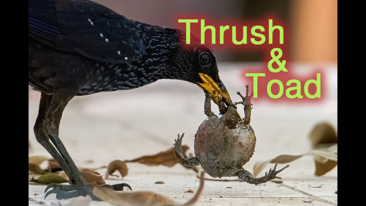 BIRDING CAMBODIA || BLUE WHISTLING THRUSH AND THE TOAD - YouTube