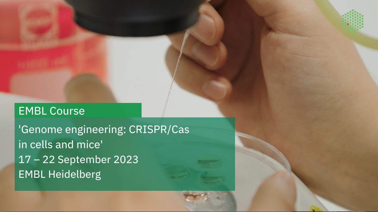 EMBL Course | Genome engineering: CRISPR/Cas in cells and mice - YouTube