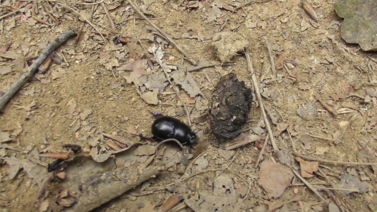 Dung Beatle pushing Animal Poo in Wyre Forest - YouTube