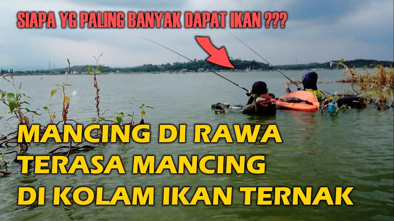 LUAR BIASA Mancing di Rawa seperti mancing di Kolam Ternak Ikan ...