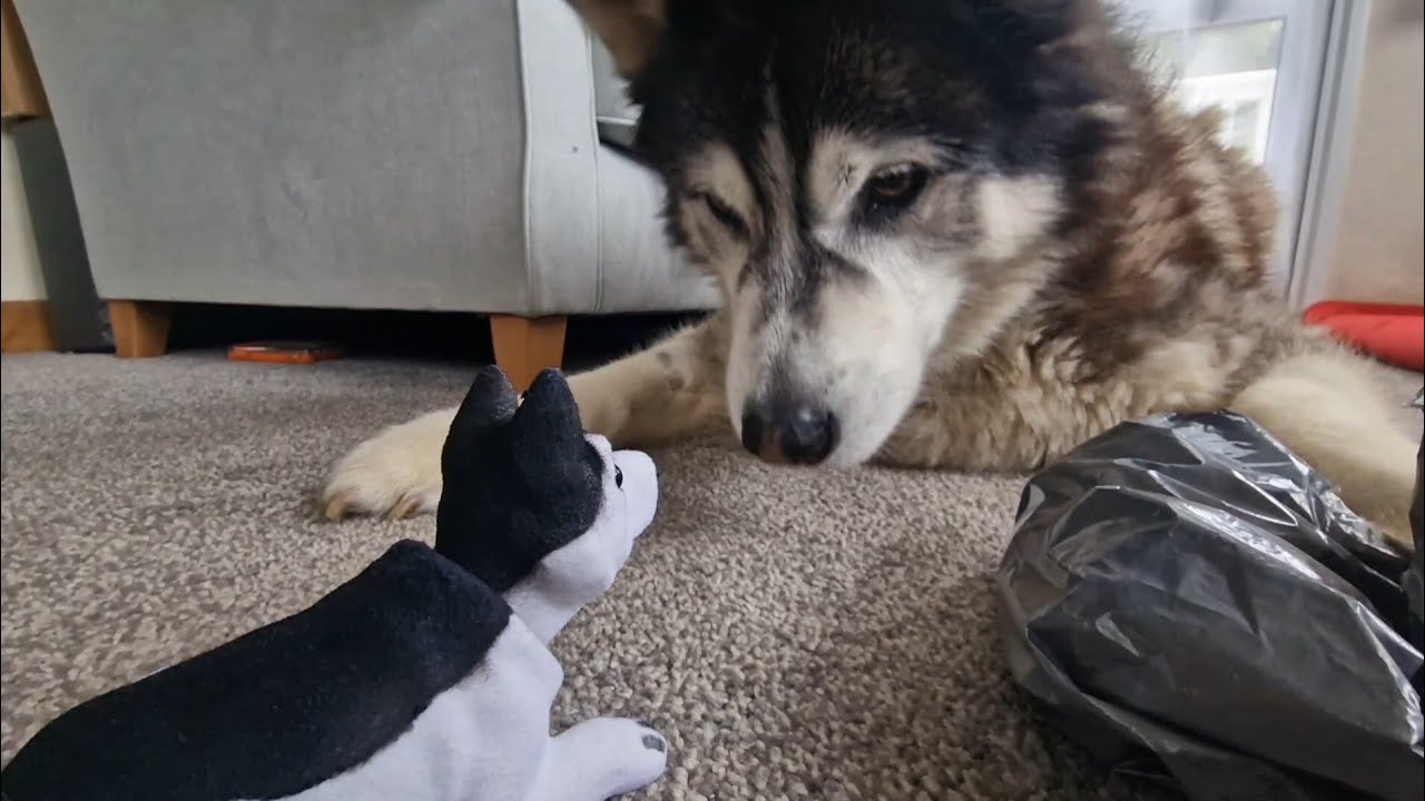 Husky Opens This In His Latest Unboxing 😂 - YouTube