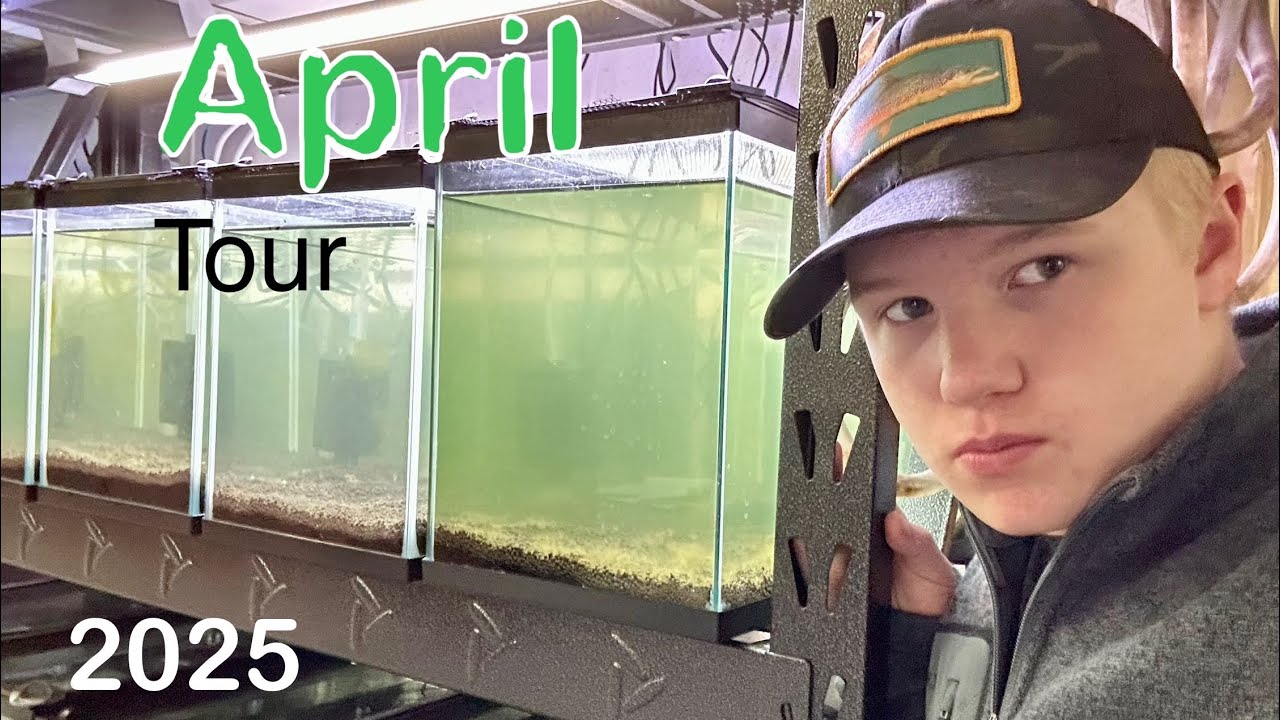 The Henley Aquatics April 2025 Full Fish Room Tour! - YouTube