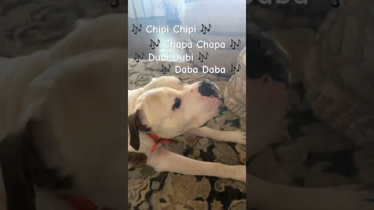 Chipi Chipi Chapa Chapa #dog #funny #chrismix #chipichipi # ...