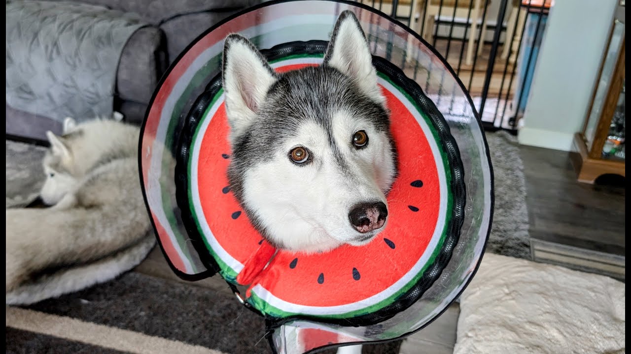We Upgraded My Husky To a Watermelon Cone Of Shame! (Too Cute) - YouTube