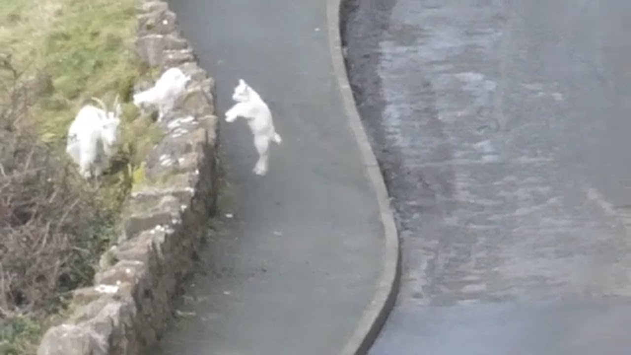 Baby Great Orme Goats - YouTube