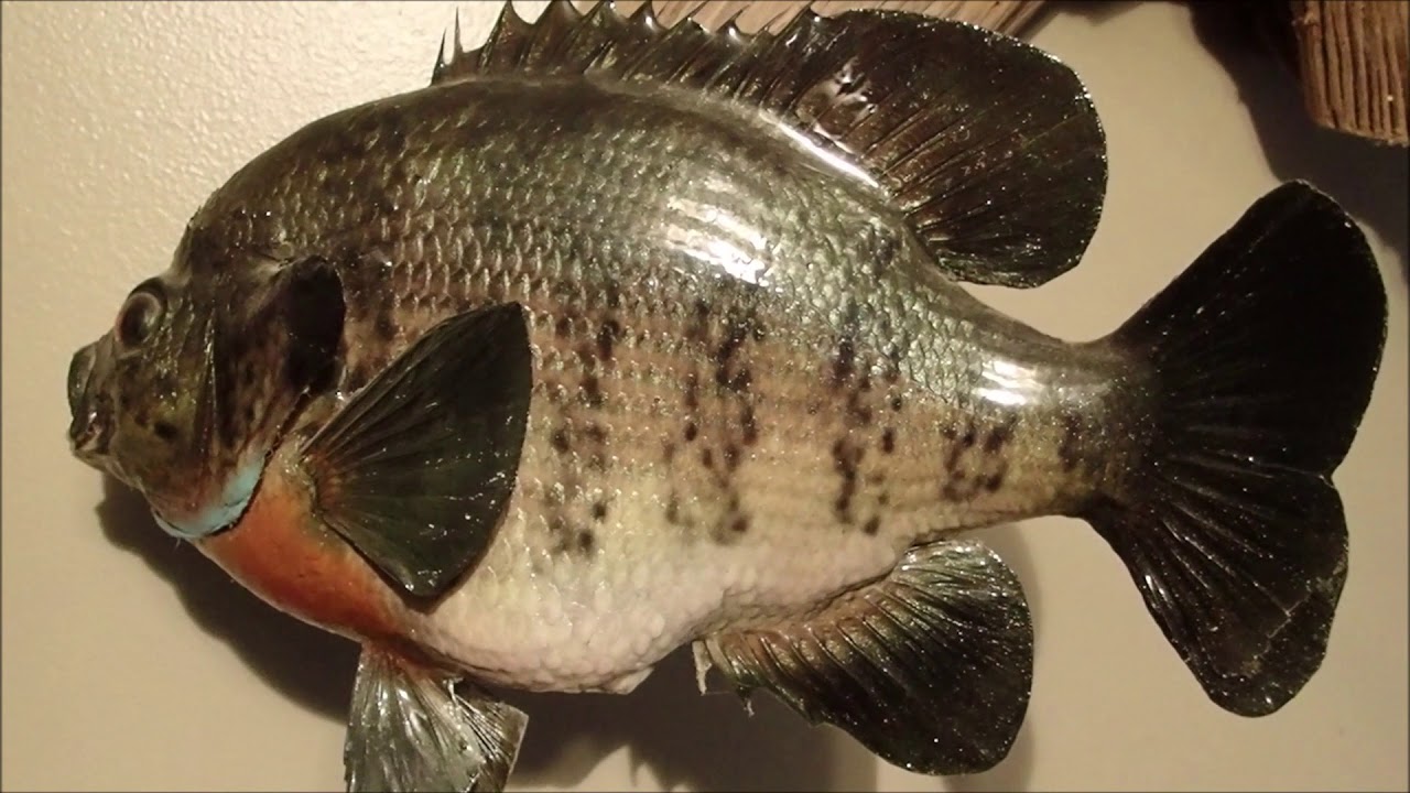 Bluegill Mounts - YouTube