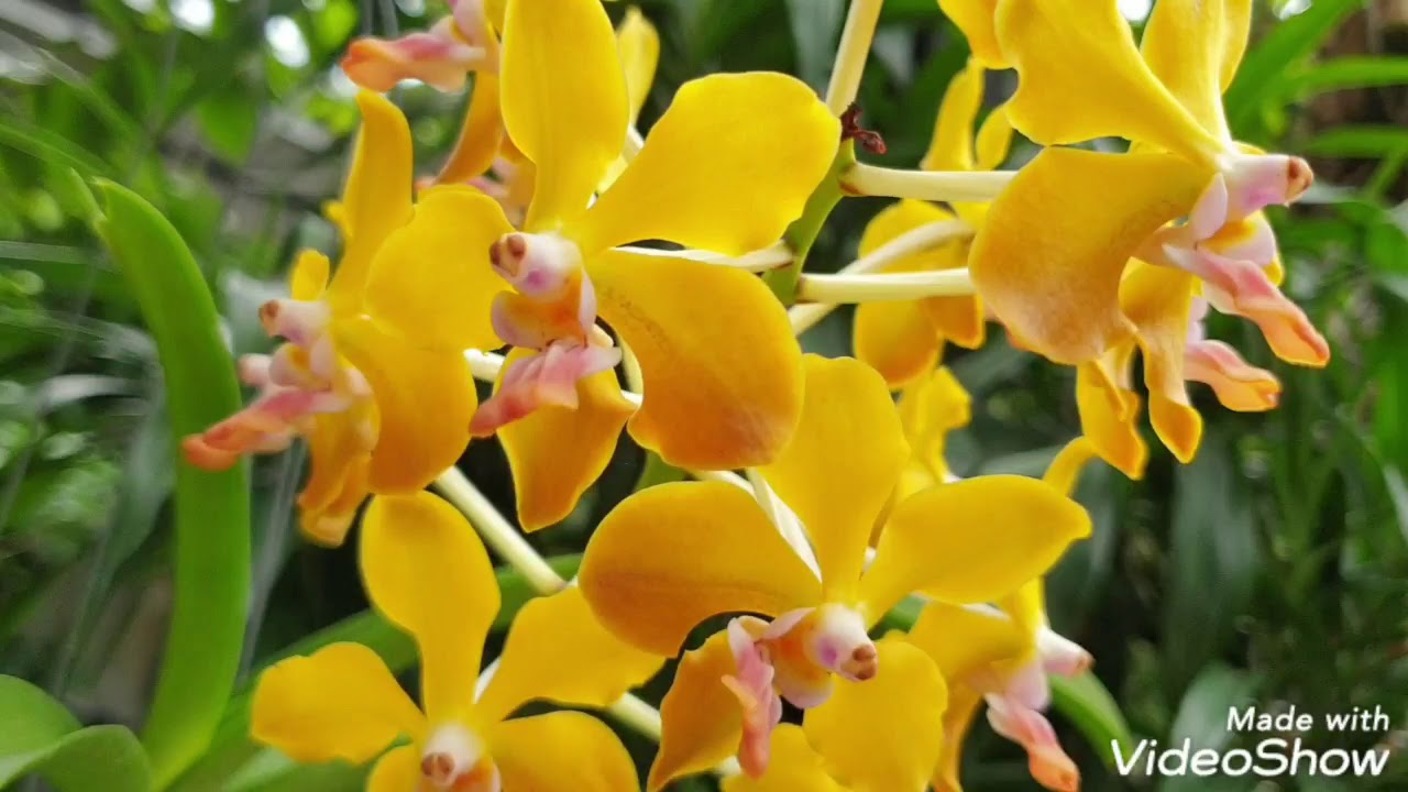 My happy vanda family. - YouTube