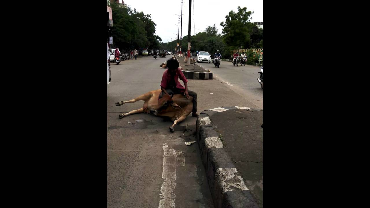 Drunk man on cow!!funniest video try not to laugh - YouTube