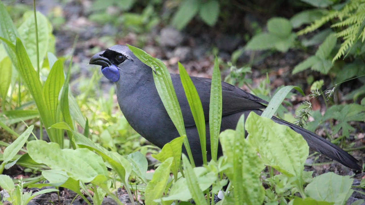 North Island Kokako eating foliage on Tiritiri Matangi Island - YouTube