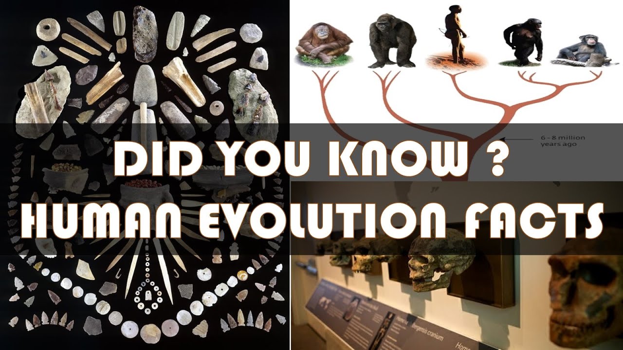 Did You Know?Human Evolution Facts - YouTube