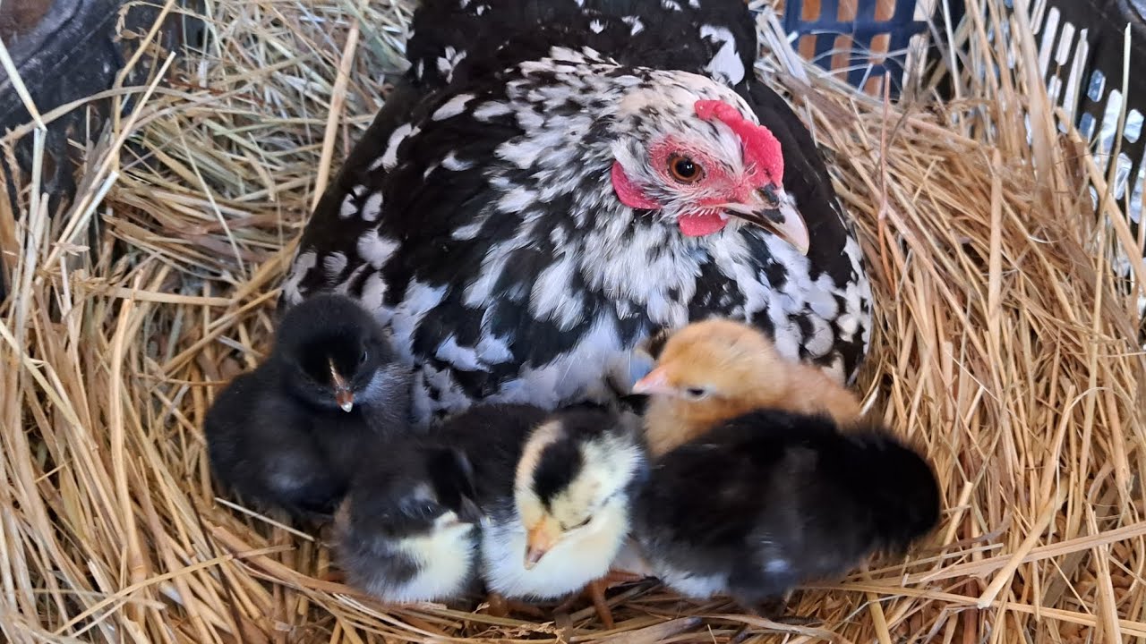kwoka liliputki z kurczętami - YouTube