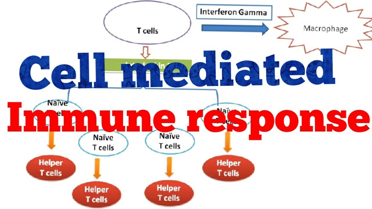 Cell mediated immune response. - YouTube