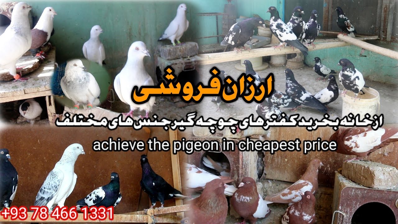 Achieve The Pigeon In Cheapest achieve-the-pigeon-in-cheapest