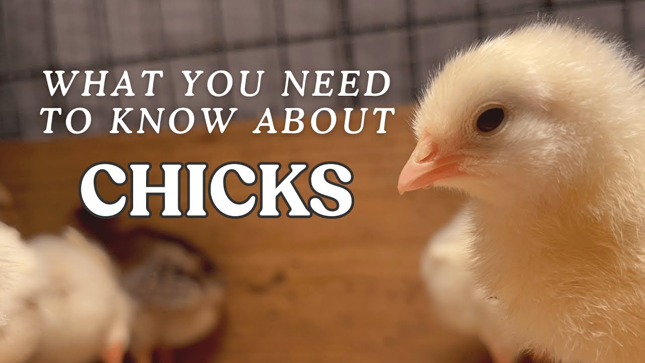 Getting Started With Chicks - Important Tips for New Chicken Owners ...