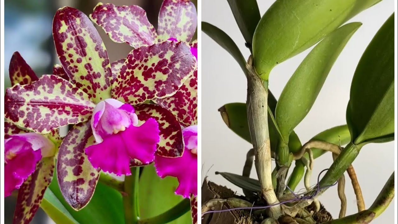 Обзор Новой Орхидеи | Каттлея Маракуйя | C. Yuan Dung Python 'Passion ...