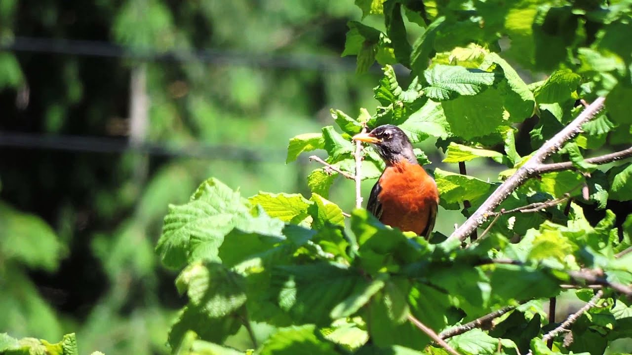 june 1 2014 13:52 - male American Robin calling - YouTube