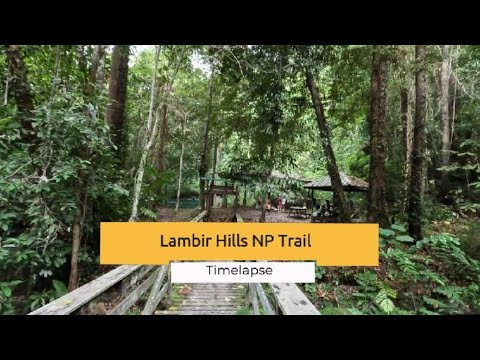 Lambir Hills National Park Trail - Time Lapse Video - YouTube
