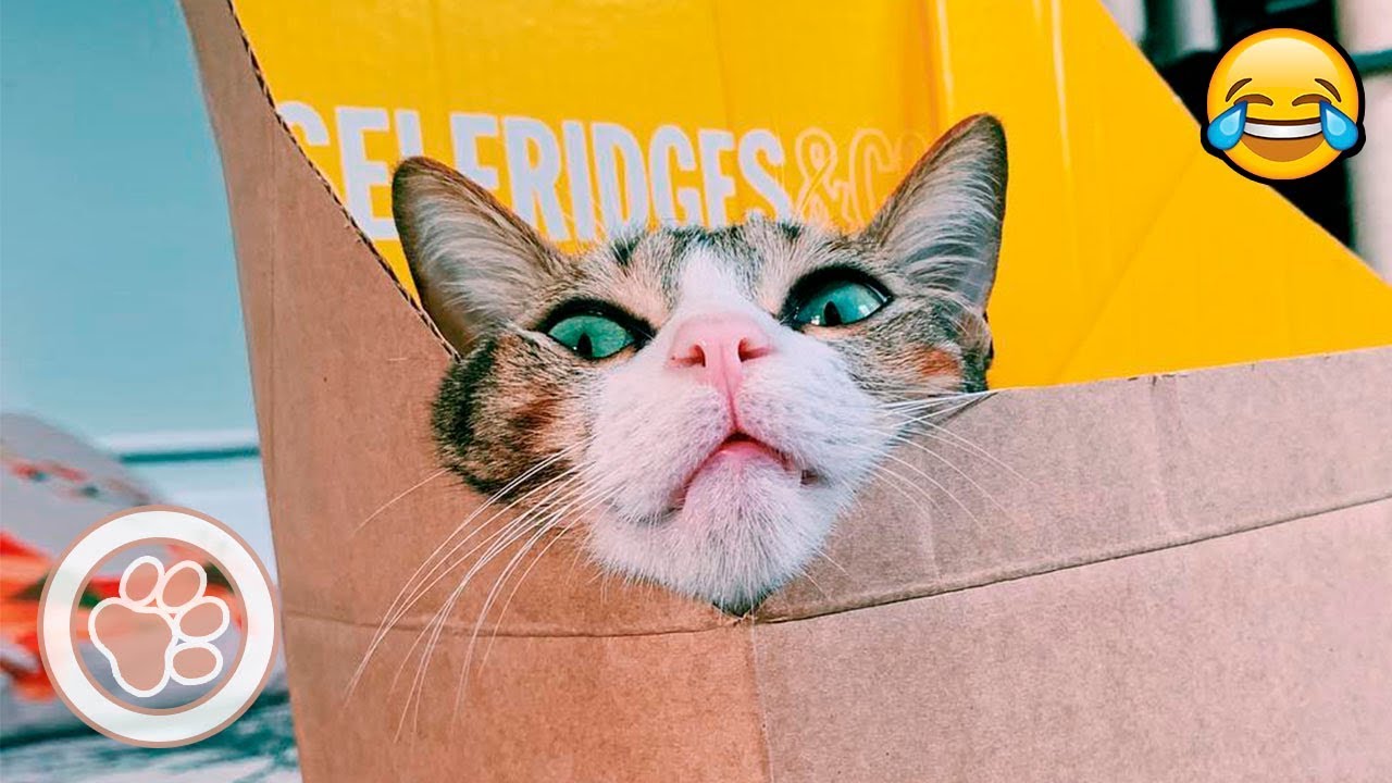 Cats and Box - Funny cat videos compilation (April 2019) - YouTube