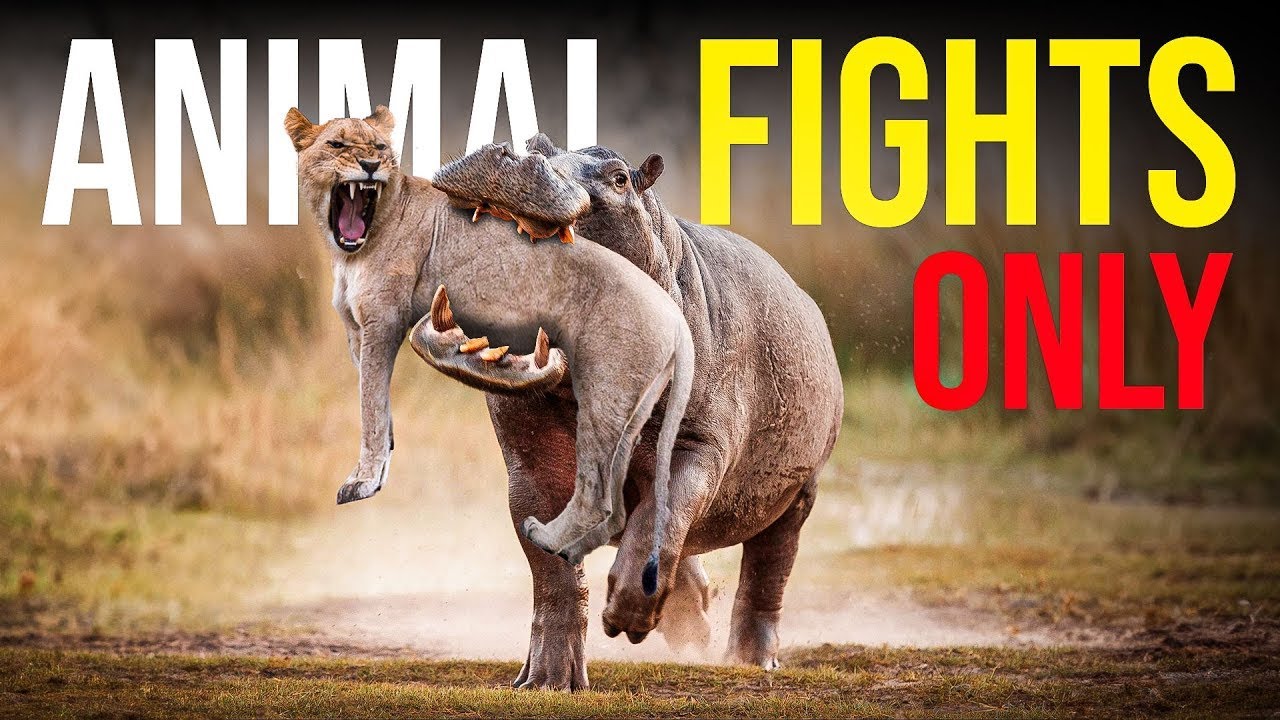 Animal Fight Competition in The Animal Kingdom | Watch Me if You Can - YouTube