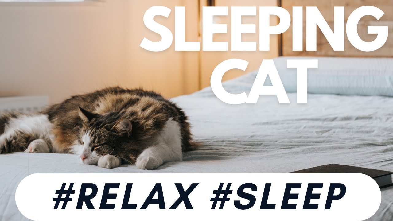 30 minutes of a cute sleeping cat with slight purr | Relax, Study ...