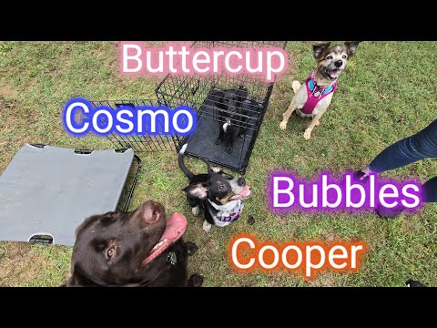 Bubbles, Buttercup, Cosmo, and Cooper, Recall Session! - YouTube