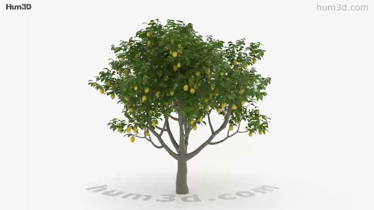 Lemon Tree 3D model by 3DModels.org - YouTube