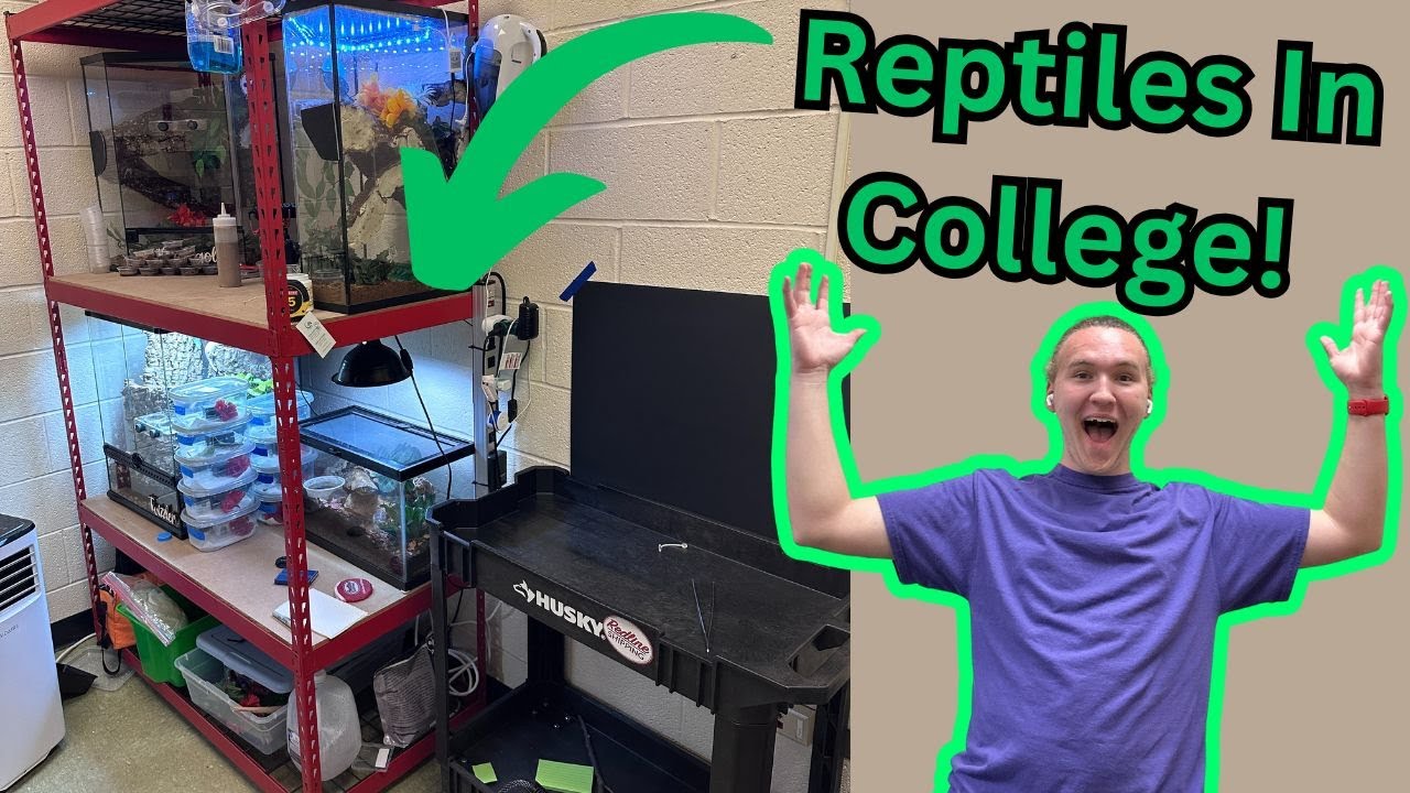 College Reptile Room - Part 1: The Setup Begins! - YouTube