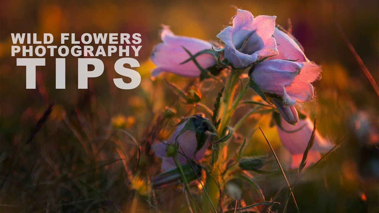 7 Easy to follow Tips on How to Better Photograph Wild Flowers and ...