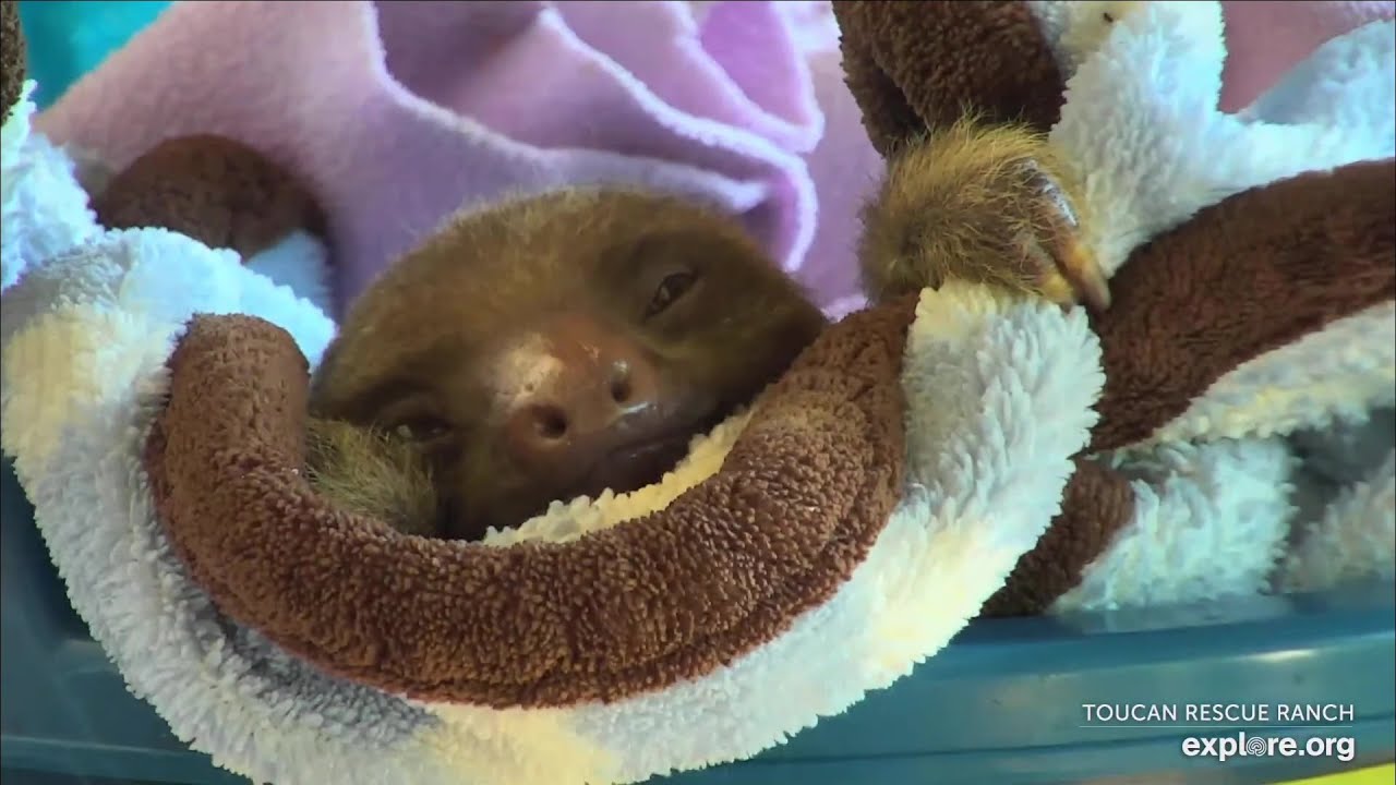 Baby sloth Moose is sleepy for his feeding - 02/04/24 - SlothTV via ...