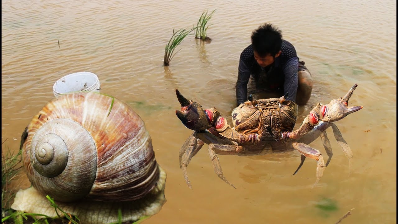 Real Catching Snail and Crab in The Rice Fields How To Catch Snail and ...